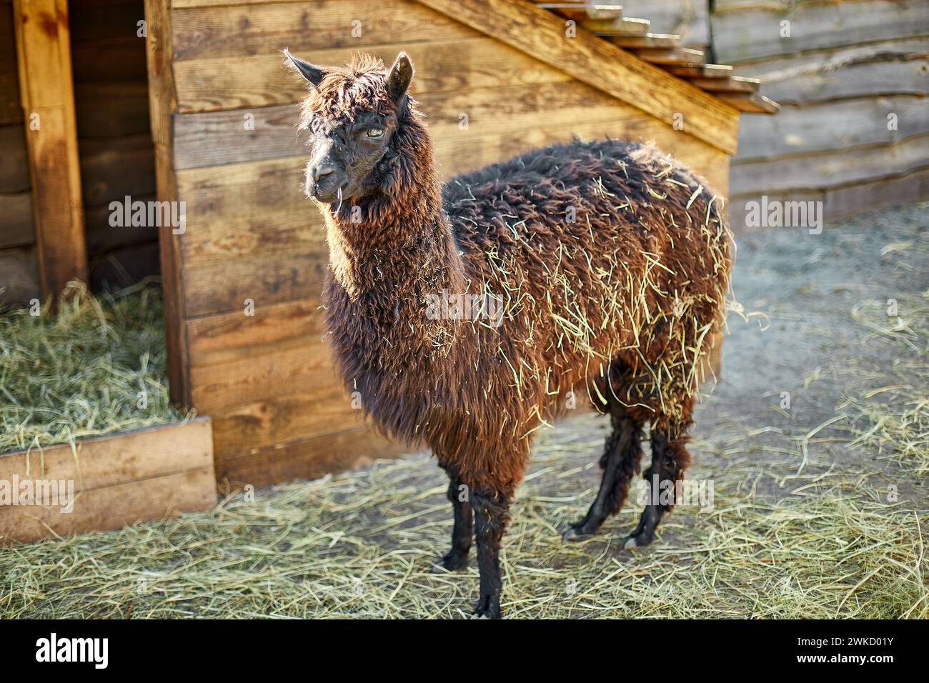 Curious Brown Alpaca Standing in a Rural Farmyard During the Afternoon ...