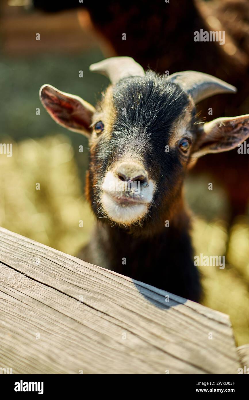 Domestic goat looking over fence hi-res stock photography and images ...