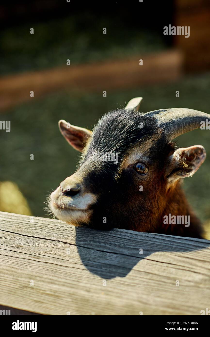 Domestic goat looking over fence hi-res stock photography and images ...