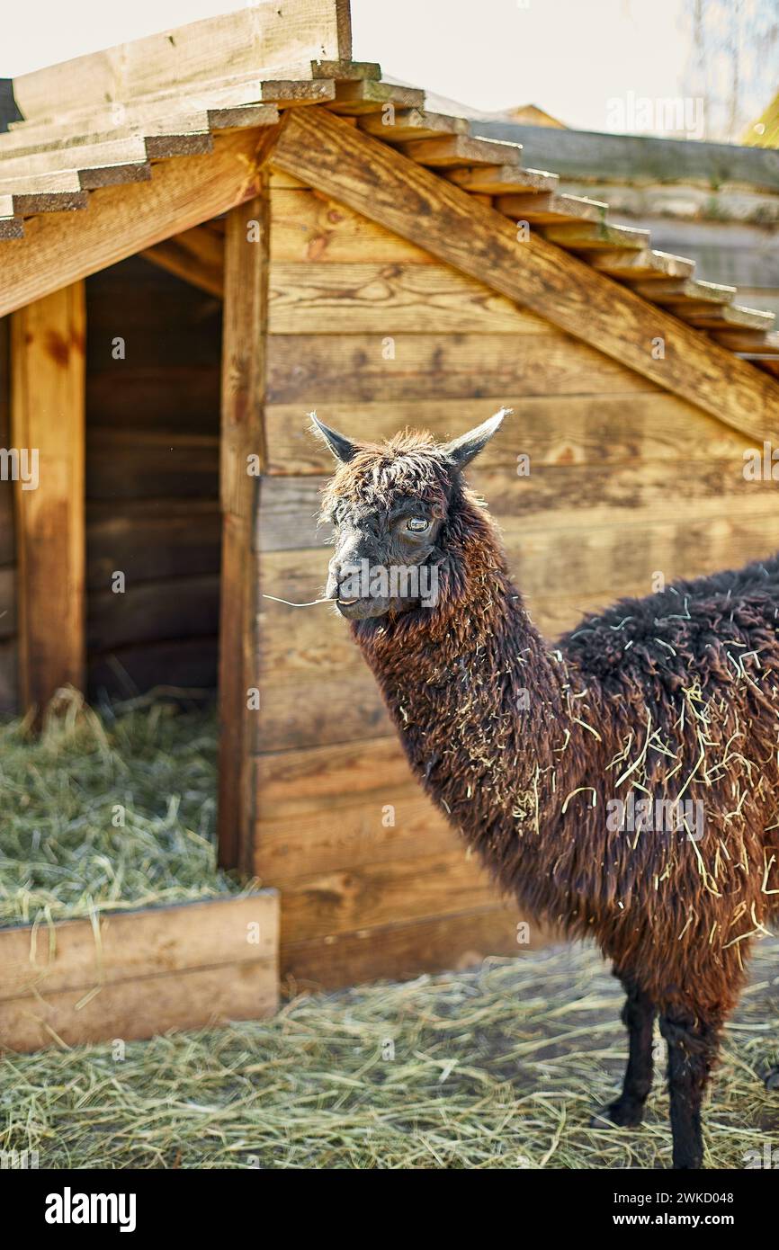 Curious Brown Alpaca Standing in a Rural Farmyard During the Afternoon ...