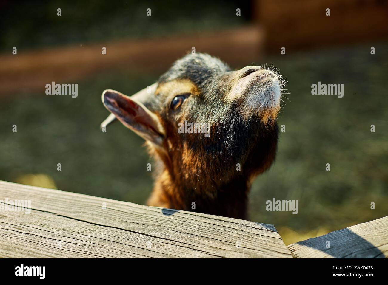 Domestic goat looking over fence hi-res stock photography and images ...