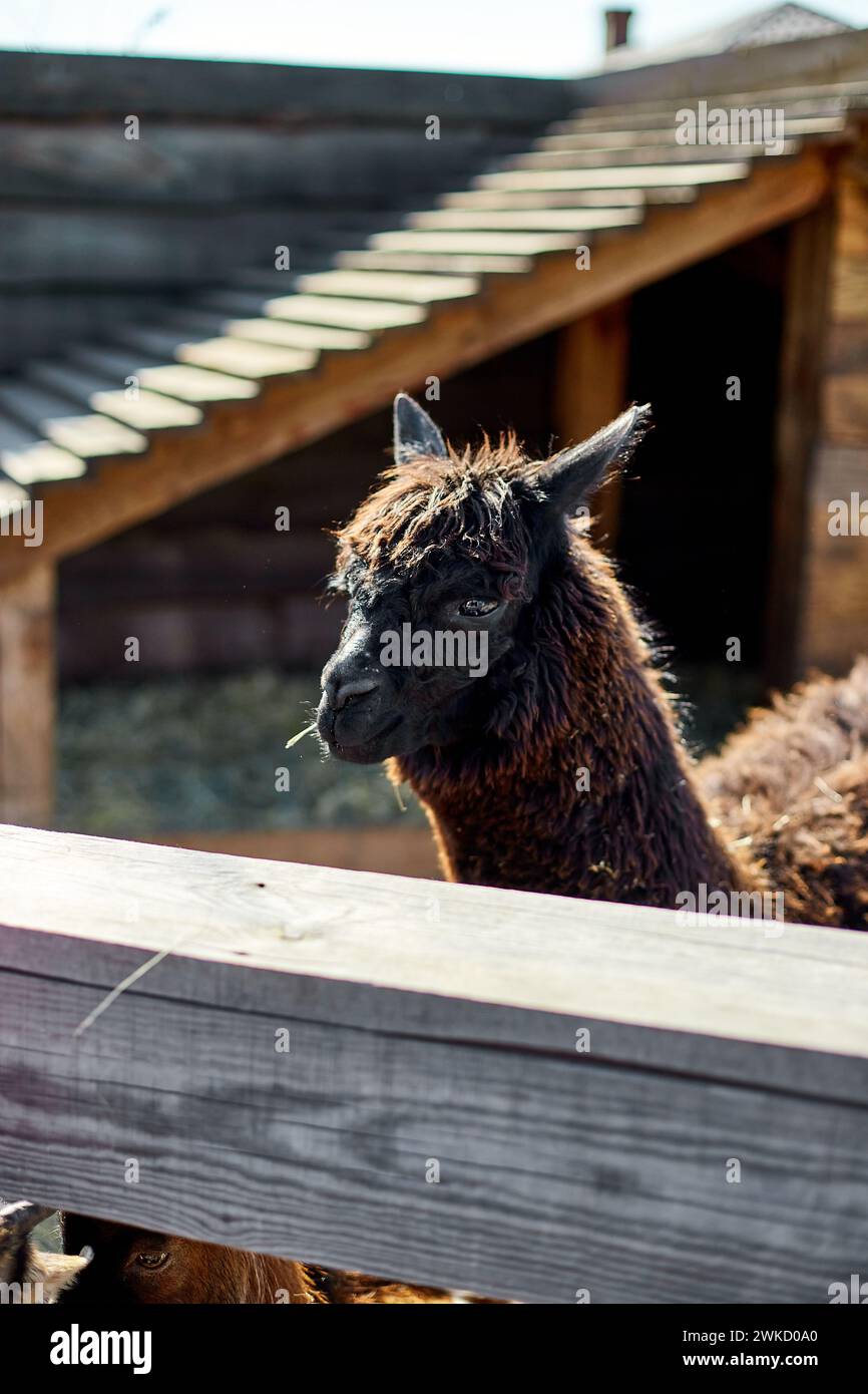 Curious Brown Alpaca Standing in a Rural Farmyard During the Afternoon ...