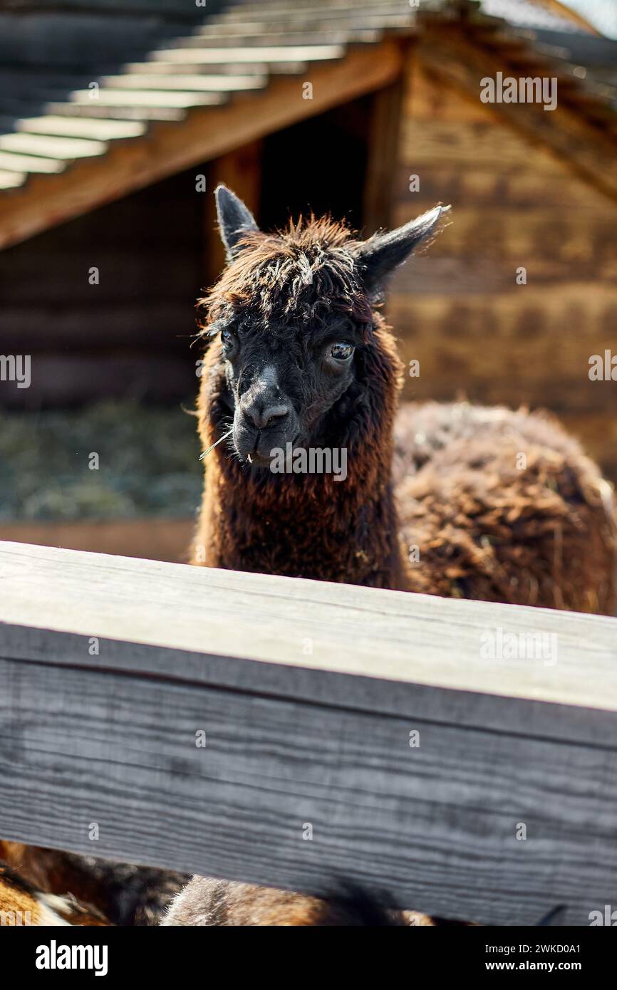 Curious Brown Alpaca Standing in a Rural Farmyard During the Afternoon ...