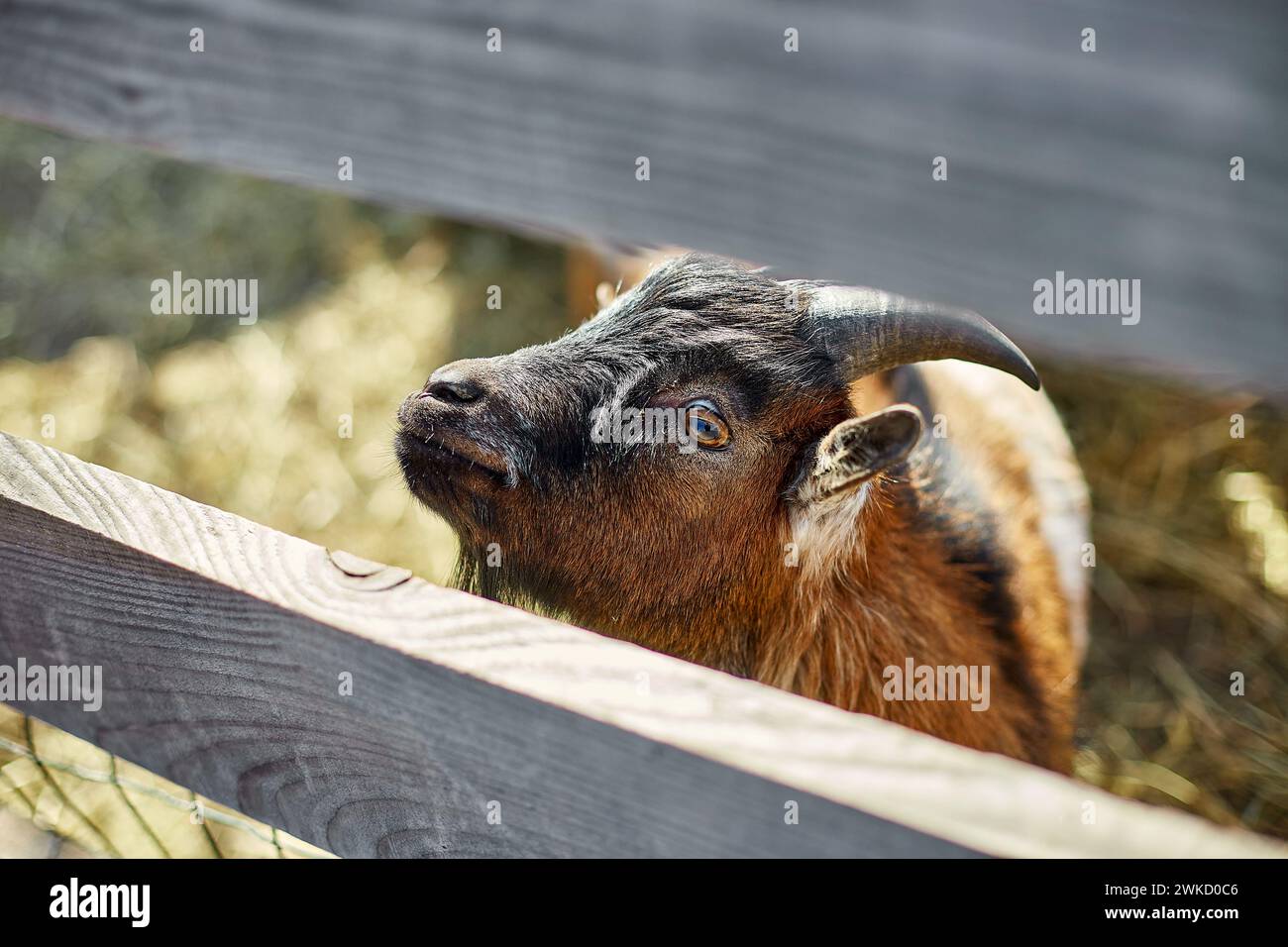 Domestic goat looking over fence hi-res stock photography and images ...