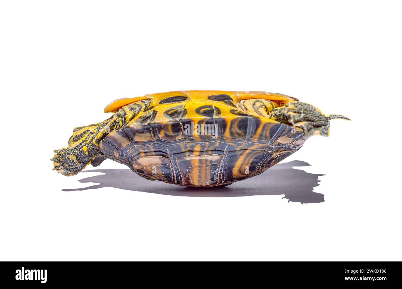 Portrait of a tortoise having problems in upside down position Stock ...