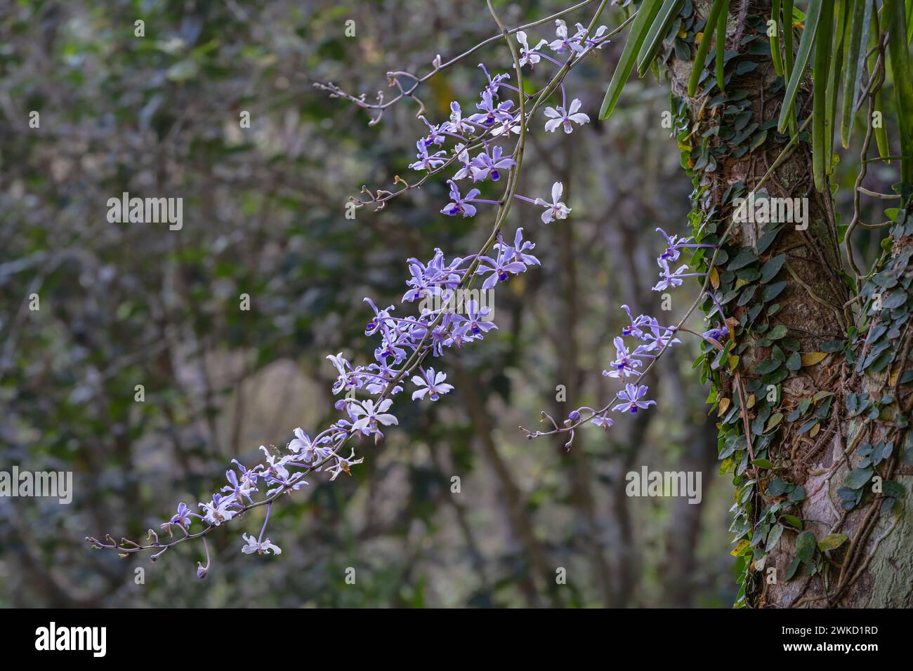 Vanda species hi-res stock photography and images - Alamy