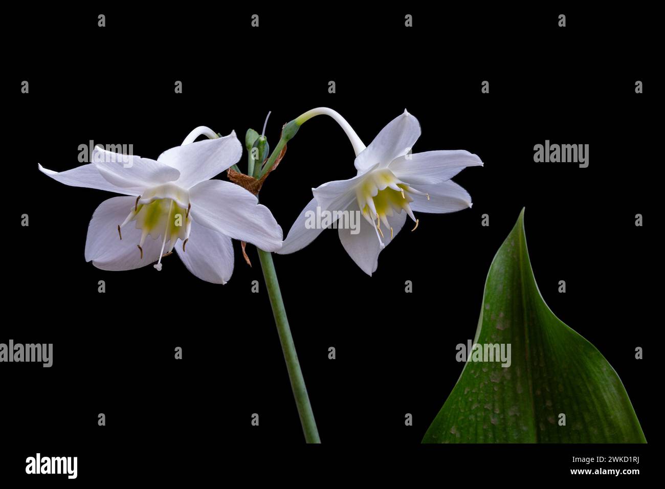Urceolina amazonica hi-res stock photography and images - Alamy