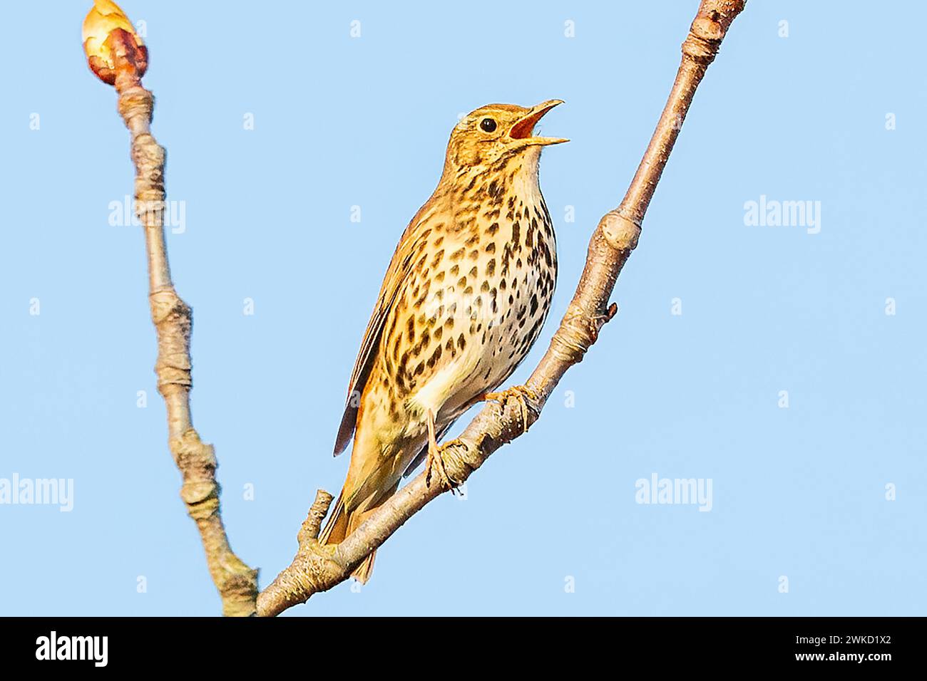 Song thrush calling hi-res stock photography and images - Alamy