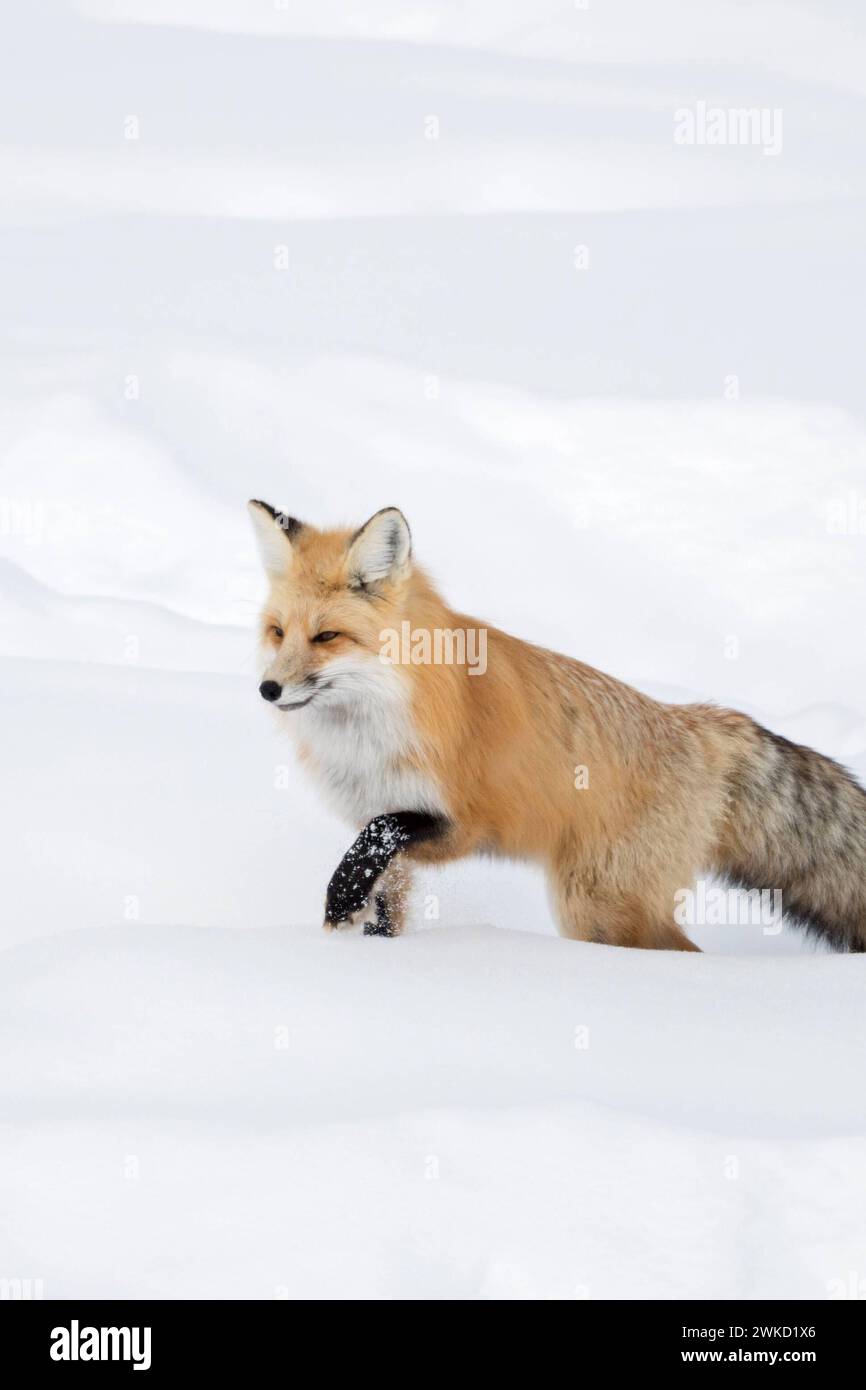 Wilde tiere foto hi-res stock photography and images - Alamy