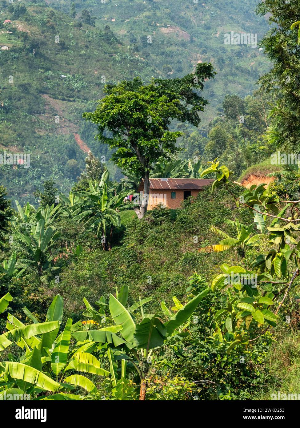 On the Kilembe Trail in the Rwenzori Mountains in Uganda Stock Photo ...