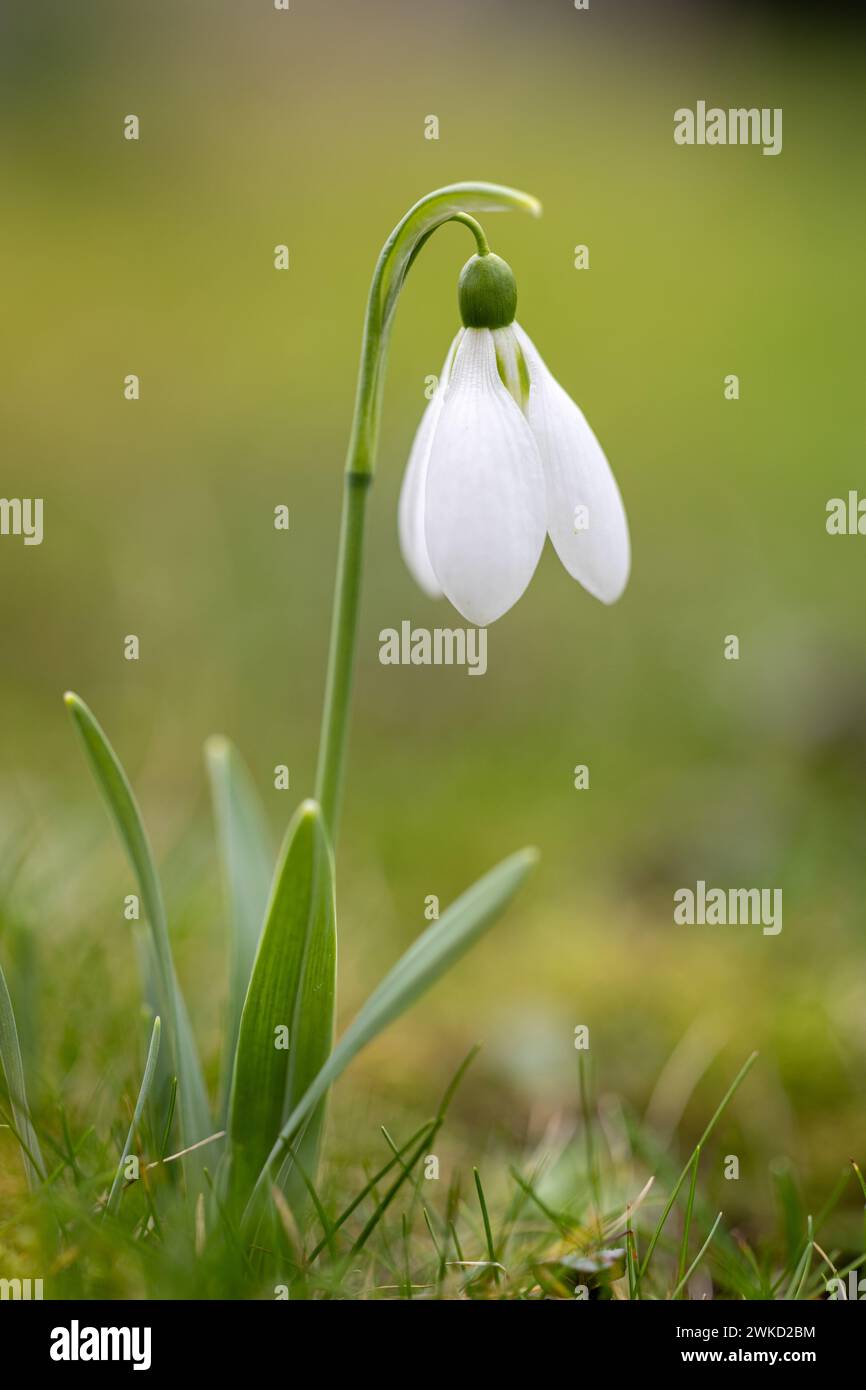 Galanthus nivalis first spring hi-res stock photography and images - Alamy