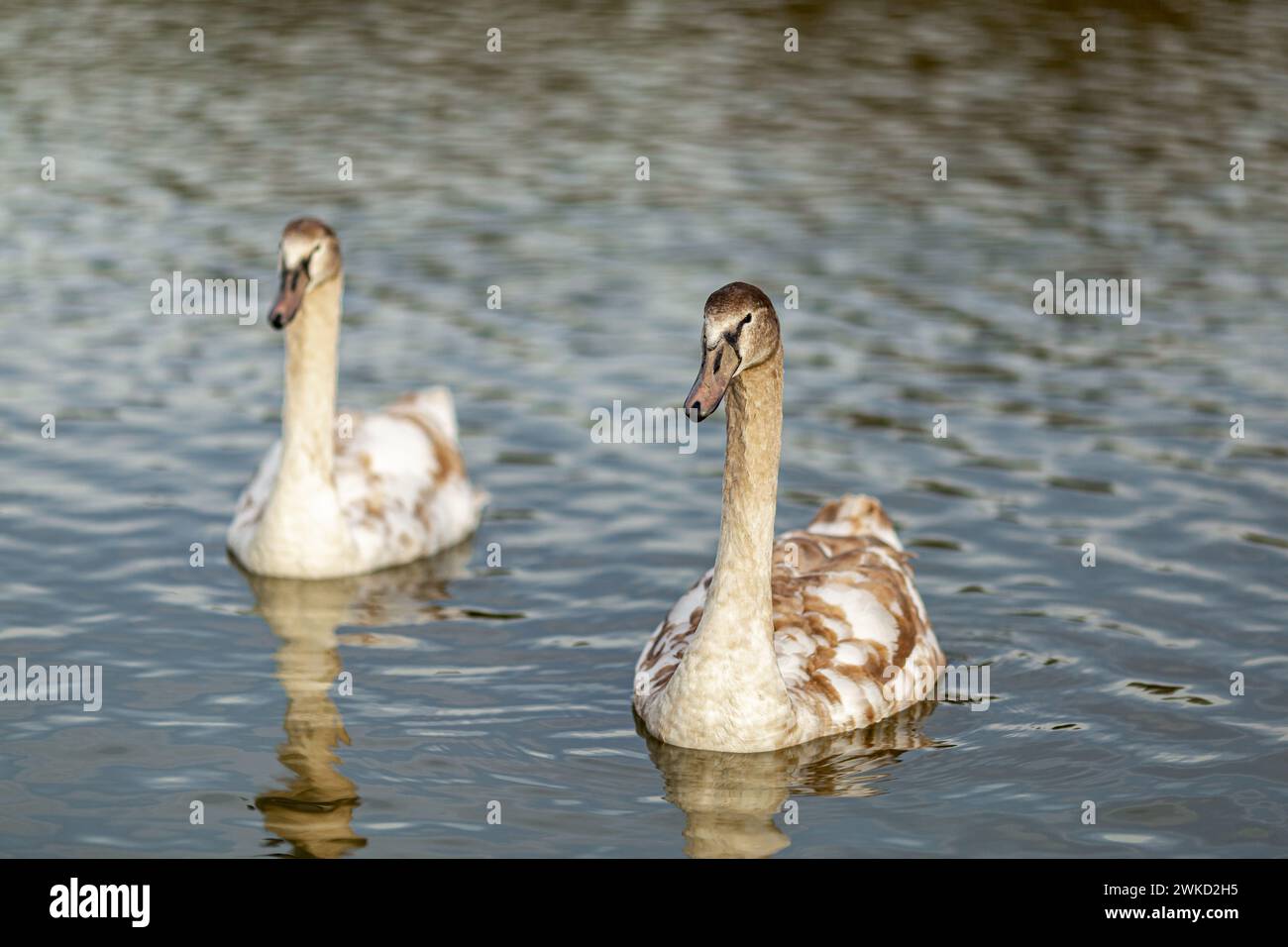 Beautiful white swans swim in hi-res stock photography and images - Alamy