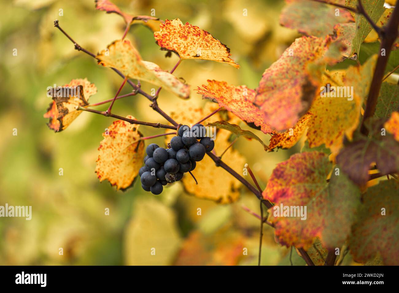 Yellow grapevine leaves hi-res stock photography and images - Alamy