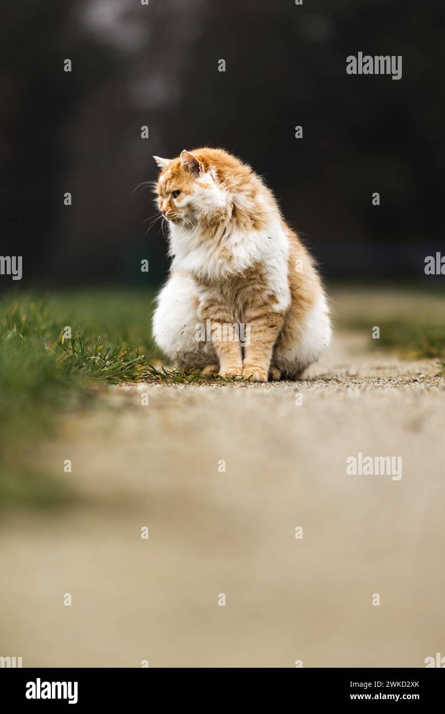 Sitting animal fur sweet pretty hi-res stock photography and images - Alamy
