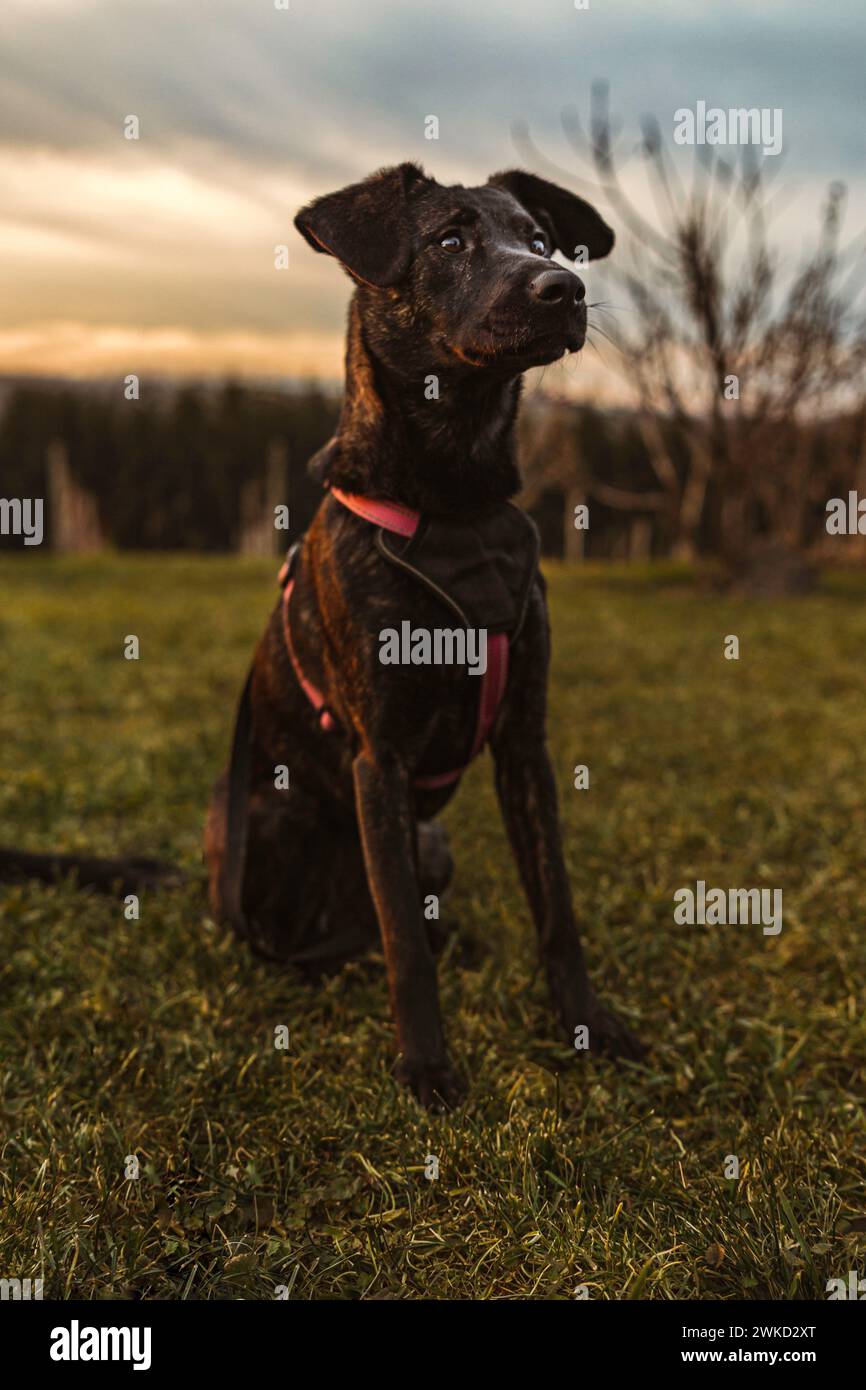 A domestic dog sitting and posing in nature Stock Photo - Alamy