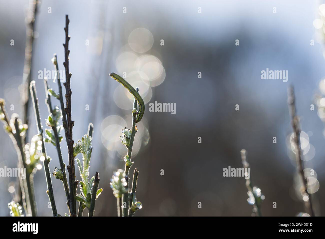 Dew covered caterpillar close up hi-res stock photography and images ...