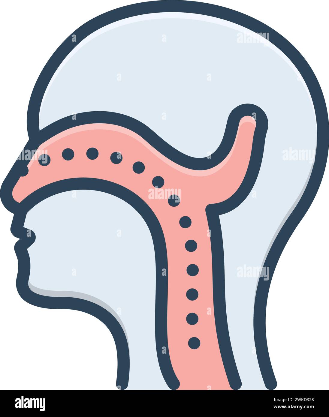 Pharynx and larynx hi-res stock photography and images - Alamy