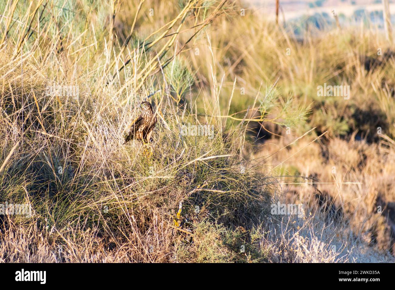 Colorful flowers in a stone pot Stock Photo - Alamy
