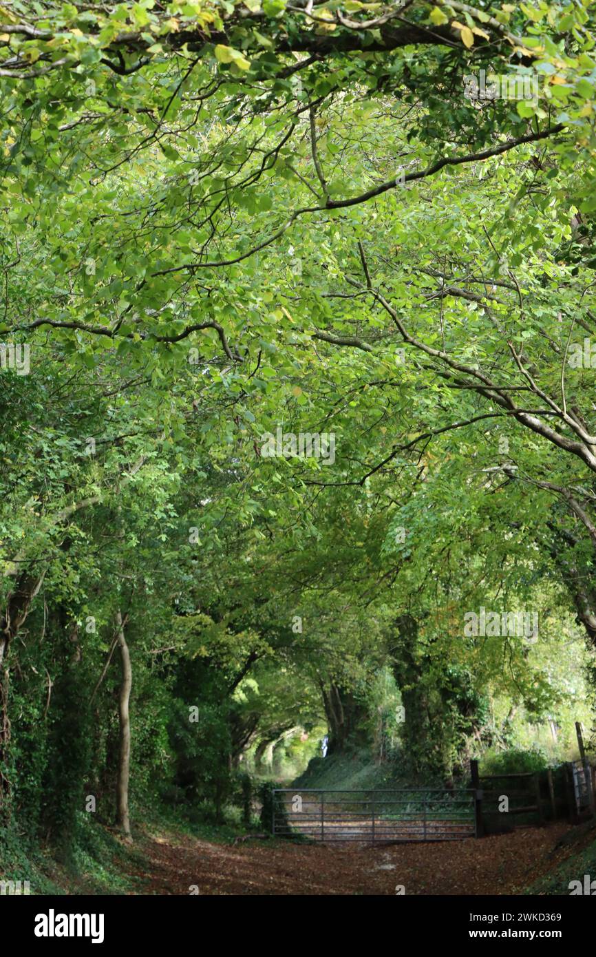 Tree tunnel in halnaker, england hi-res stock photography and images ...