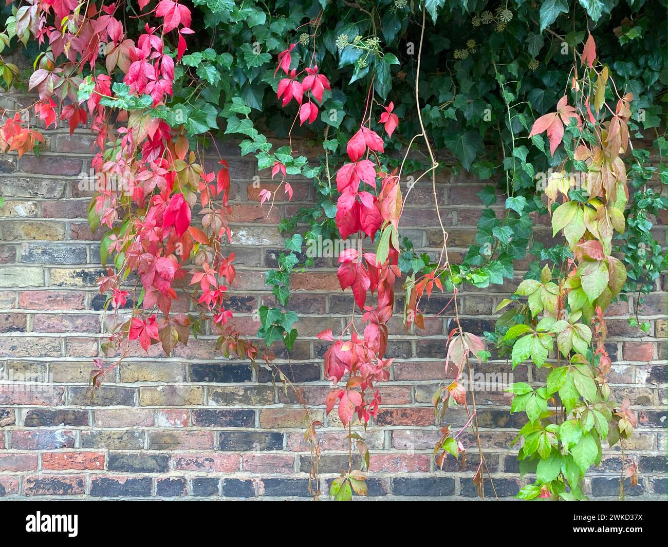 Brick wall with leaves hi-res stock photography and images - Alamy