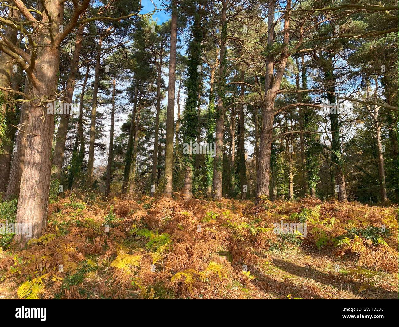 Horner wood hi-res stock photography and images - Alamy