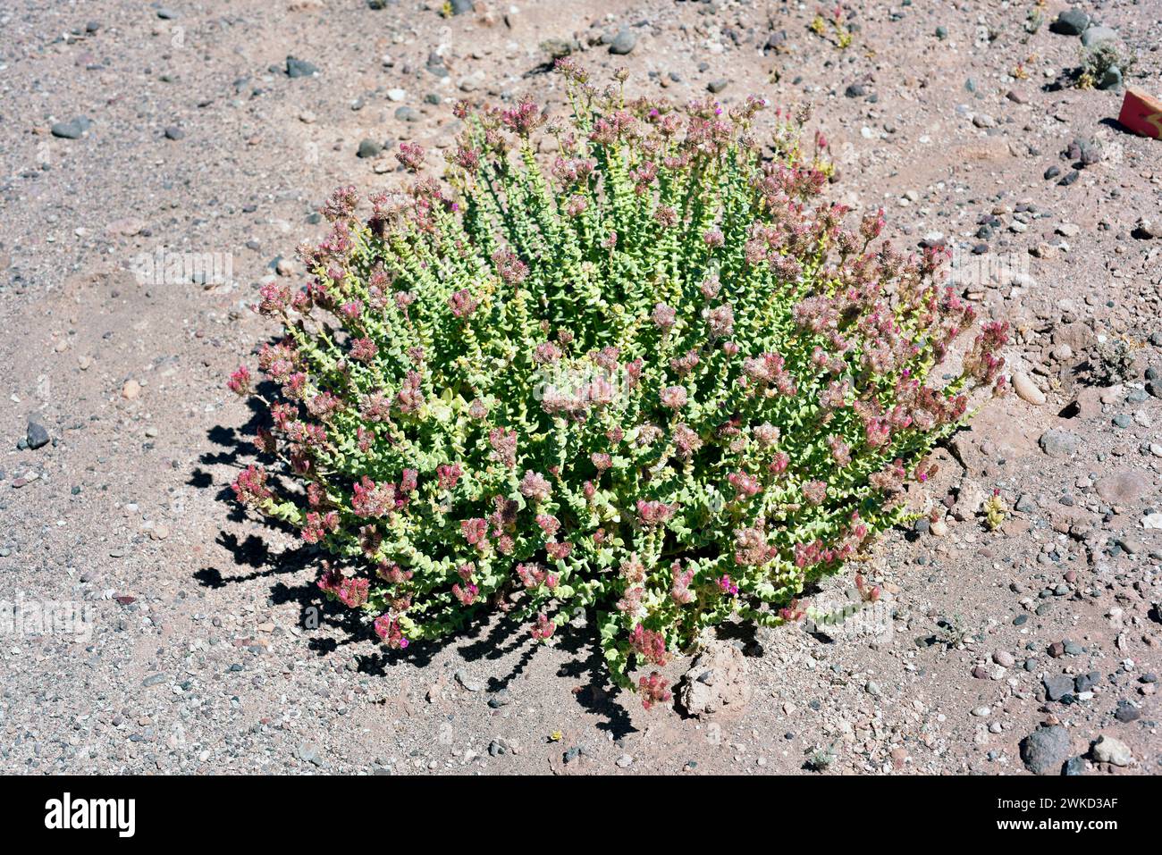 Cistanthe celosioides hi-res stock photography and images - Alamy