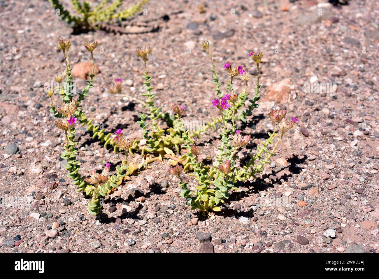 Pussypaw (Cistanthe celosioides) is a succulent plant native to ...