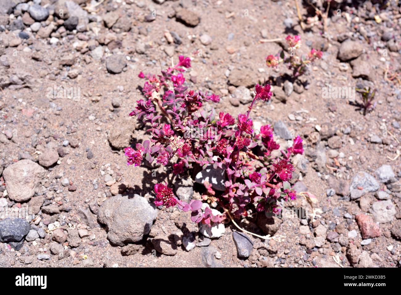 Pussypaw (Cistanthe celosioides) is a succulent plant native to ...