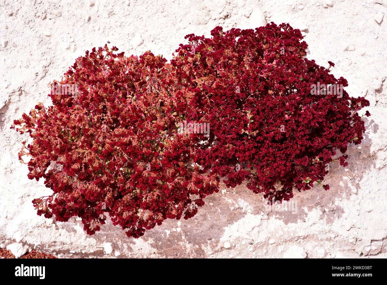 Pussypaw (Cistanthe celosioides) is a succulent plant native to ...