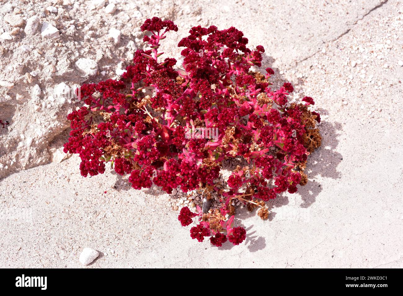Cistanthe celosioides hi-res stock photography and images - Alamy