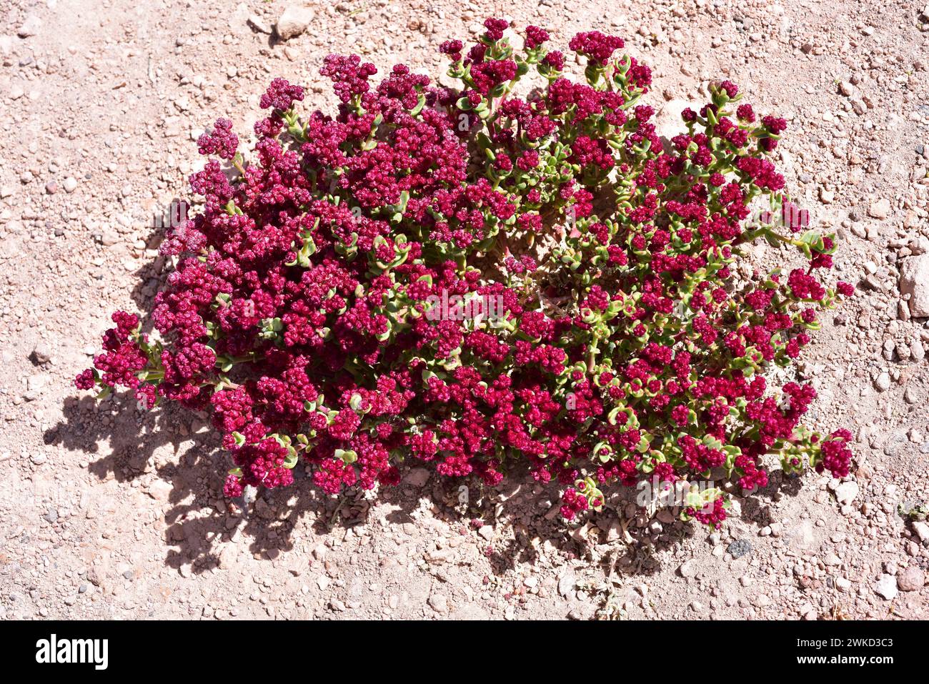 Pussypaw (Cistanthe celosioides) is a succulent plant native to ...