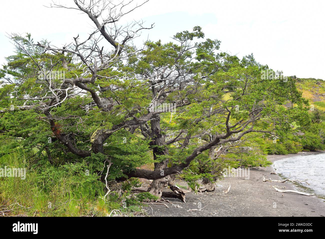 Ñirre or Antarctic beech (Nothofagus antarctica) is a deciduous tree ...