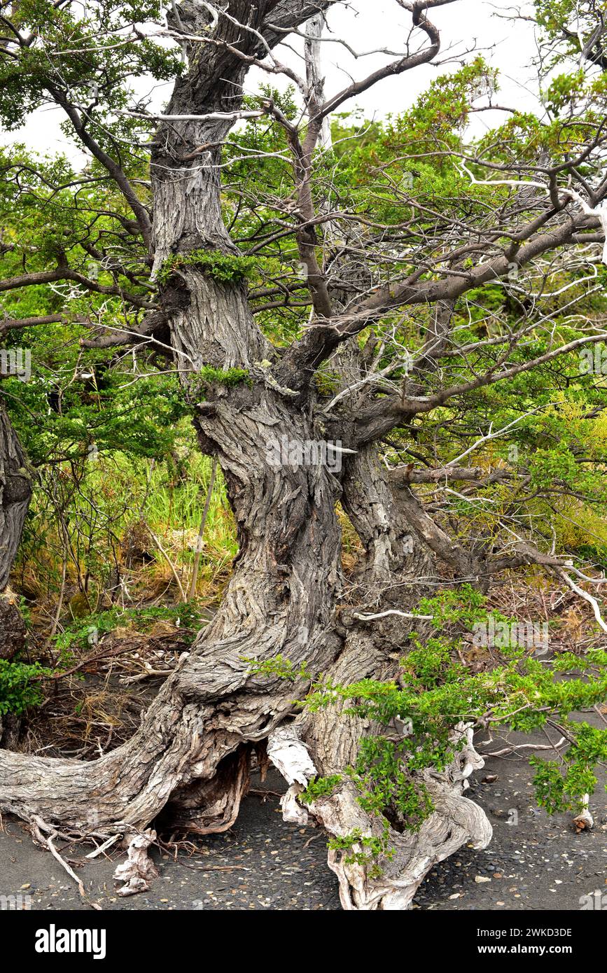 Nirre nothofagus antarctica hi-res stock photography and images - Alamy
