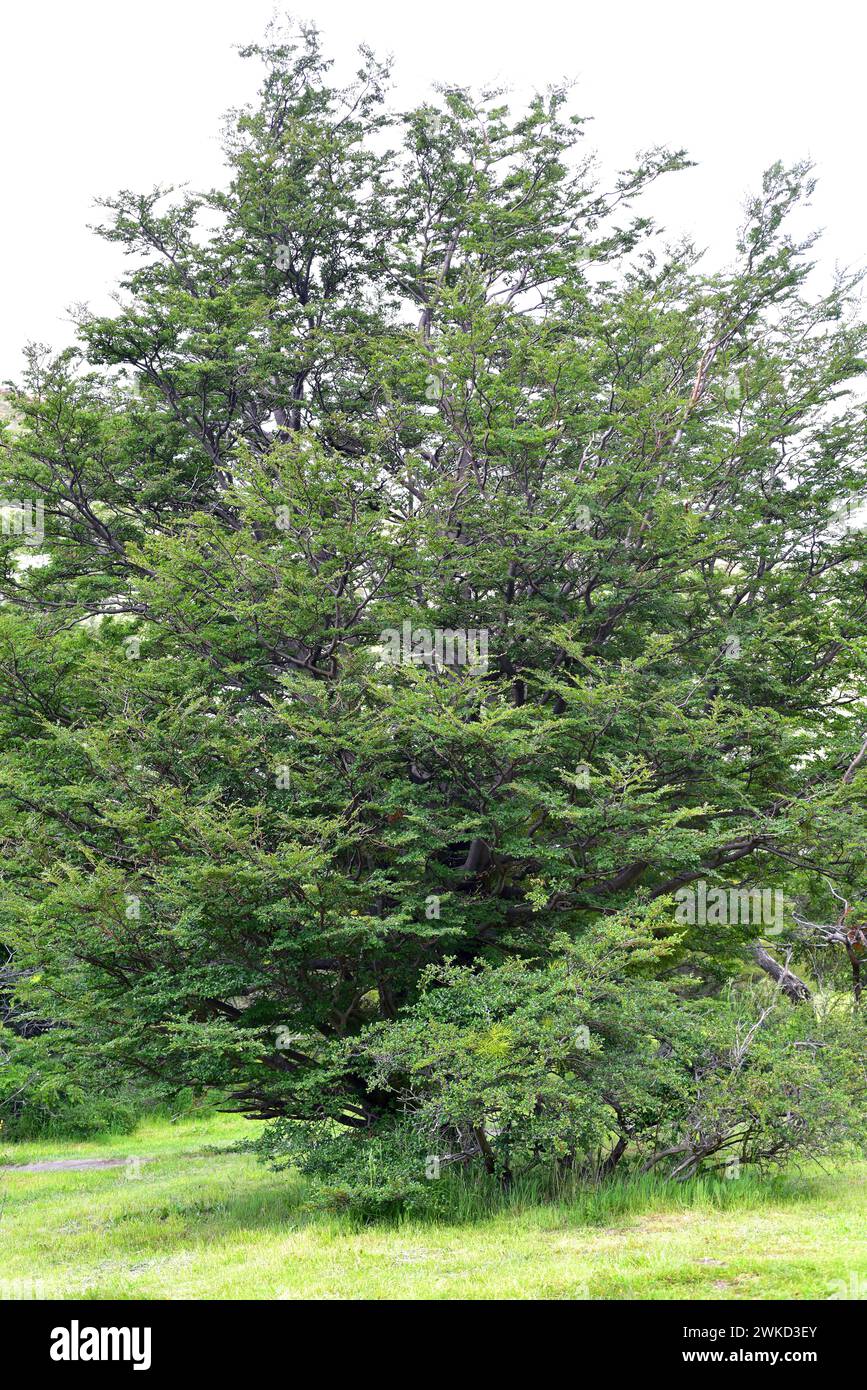 Ñirre or Antarctic beech (Nothofagus antarctica) is a deciduous tree ...