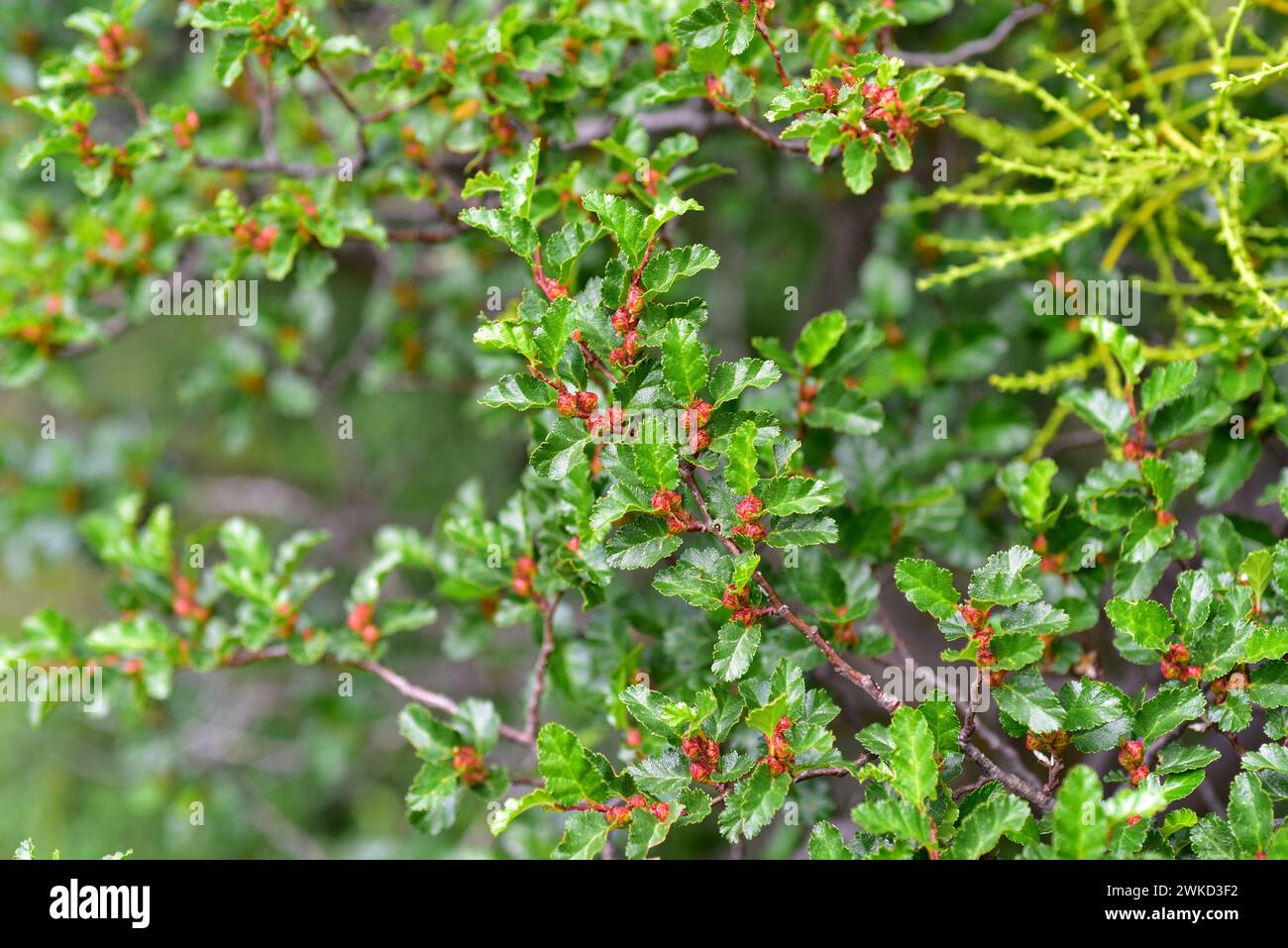 Ñirre or Antarctic beech (Nothofagus antarctica) is a deciduous tree ...