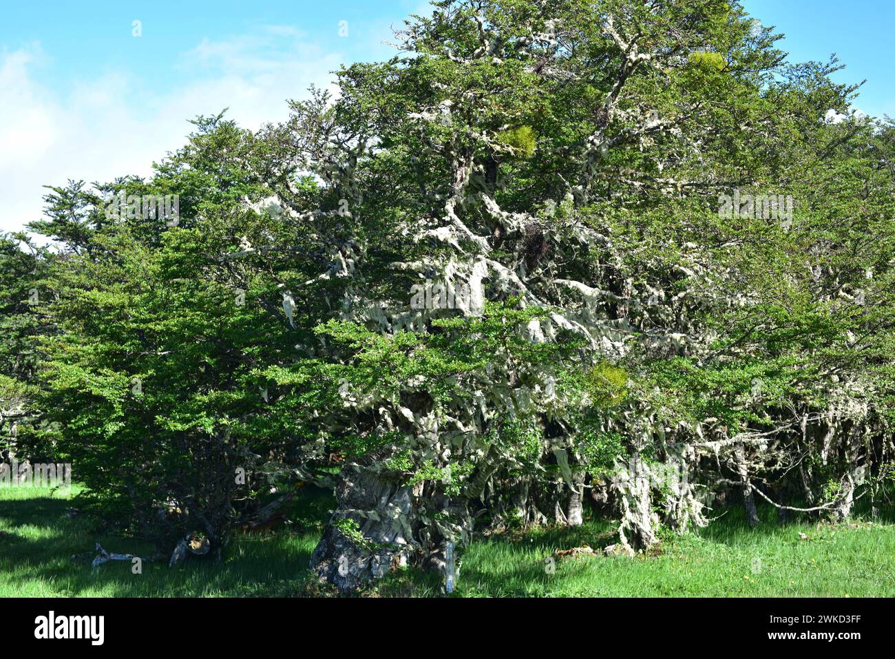 Nothofagus antarctica hi-res stock photography and images - Alamy