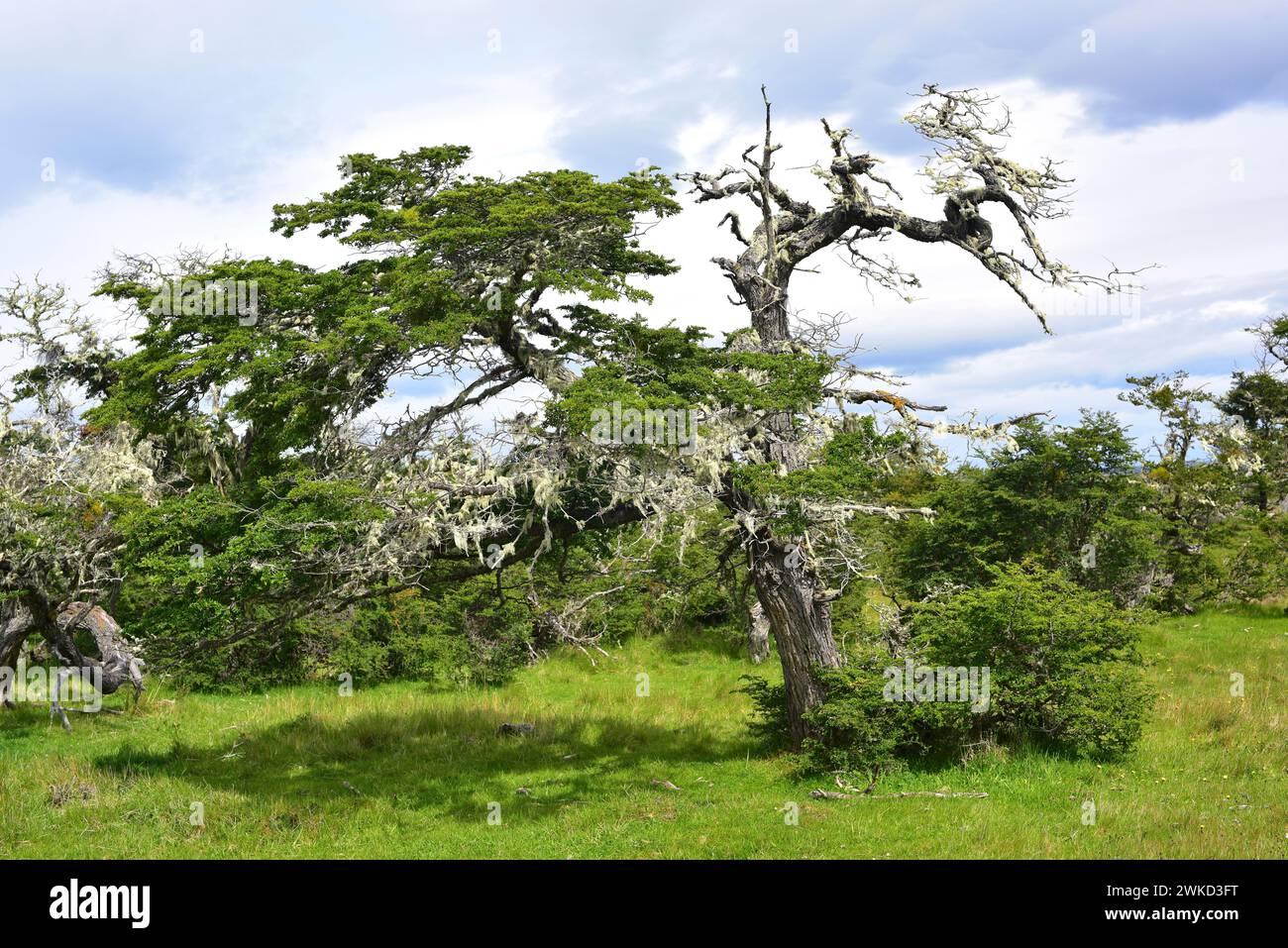 Antarctic beech nothofagus antarctica hi-res stock photography and ...