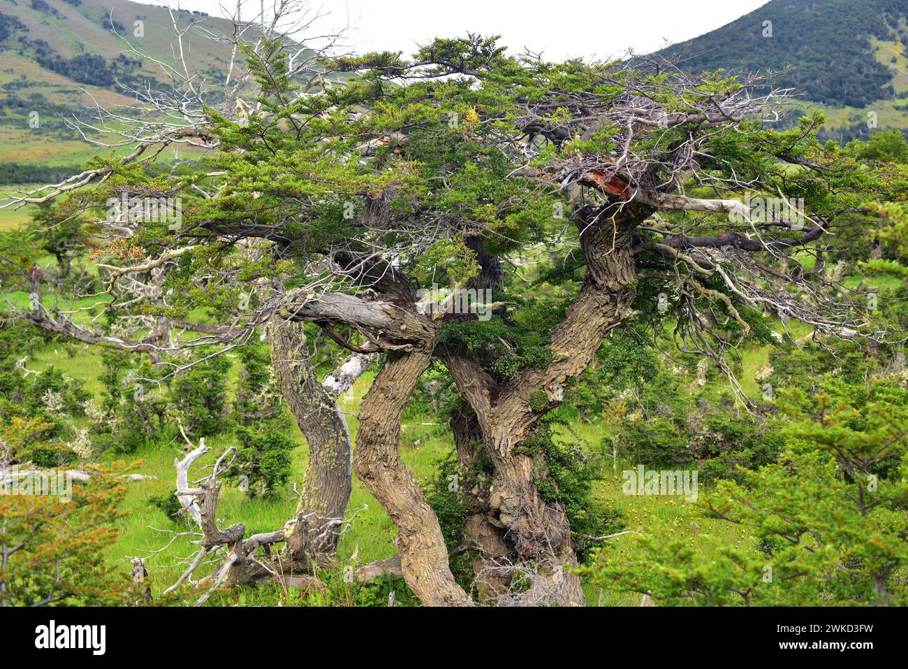 Ñirre or Antarctic beech (Nothofagus antarctica) is a deciduous tree ...
