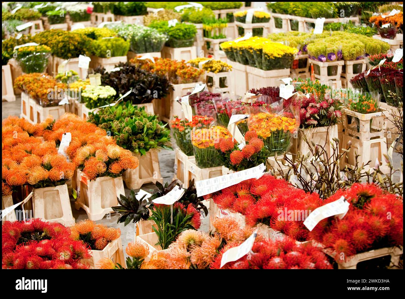 Flower auction Plantion in the East of the Netherlands where plants and ...