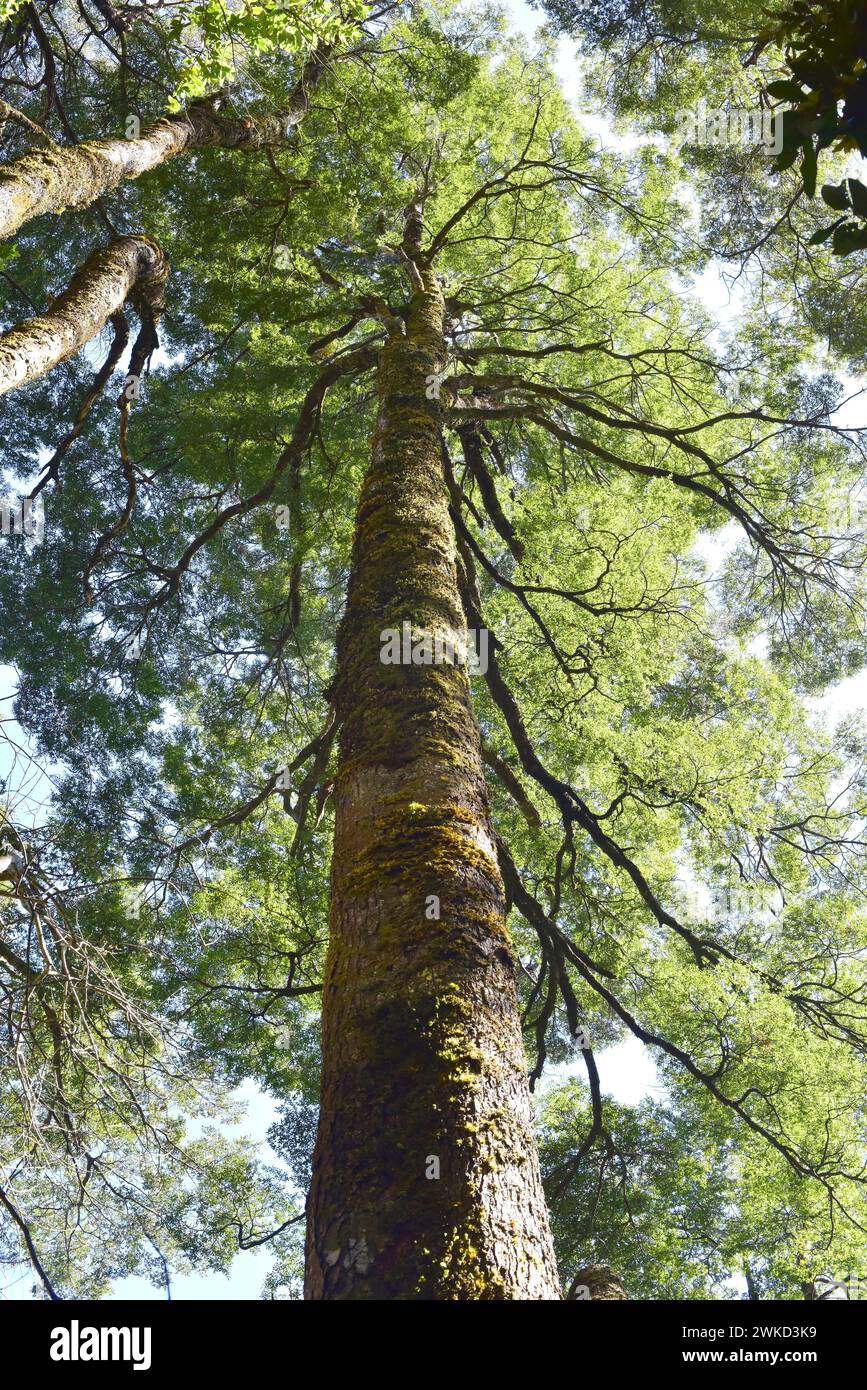 Coigue tree nothofagus hi-res stock photography and images - Alamy