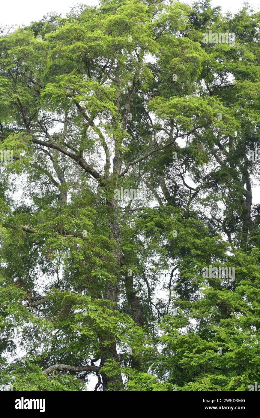 Coigüe, coihue or Dombey's beech (Nothofagus dombeyi) is an evergreen ...