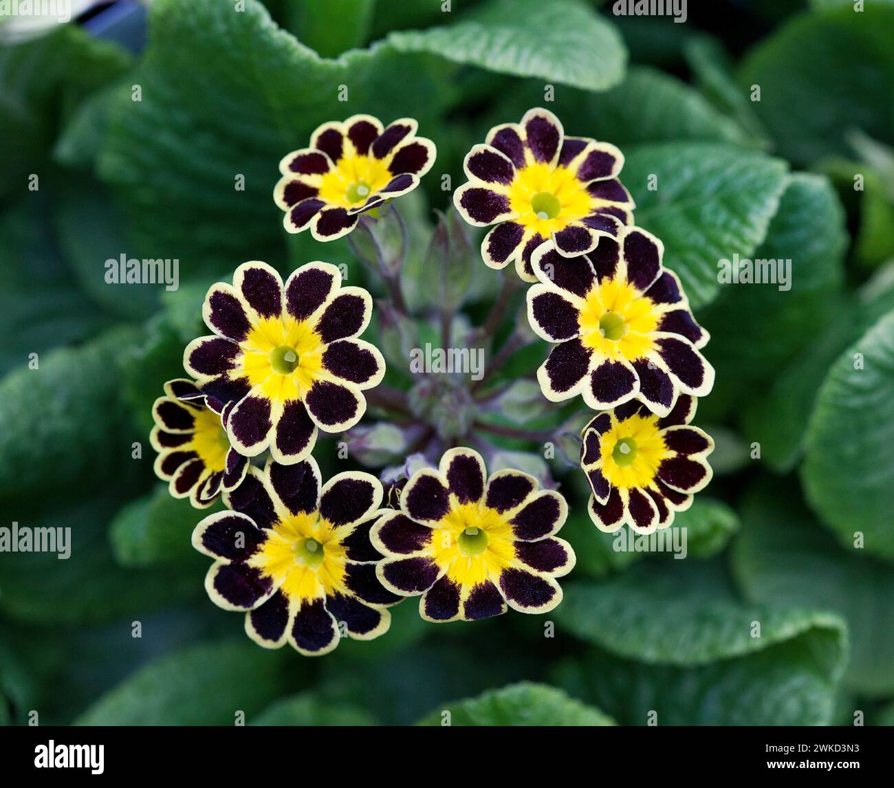 Primula elatior ÔMister Silver Laced by flower auction Plantion in Ede ...