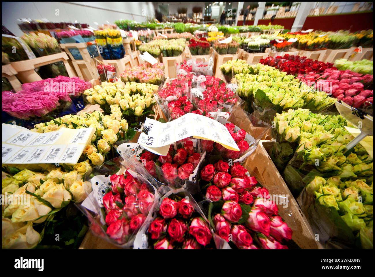Presentation of roses by flower auction Plantion in Ede Holland ...