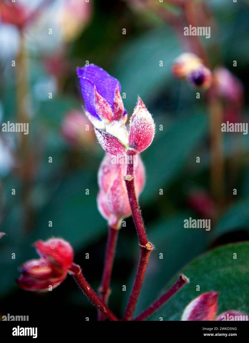 Tibouchina urvilleana Princess Flower in winter with ice. vvbvanbree ...