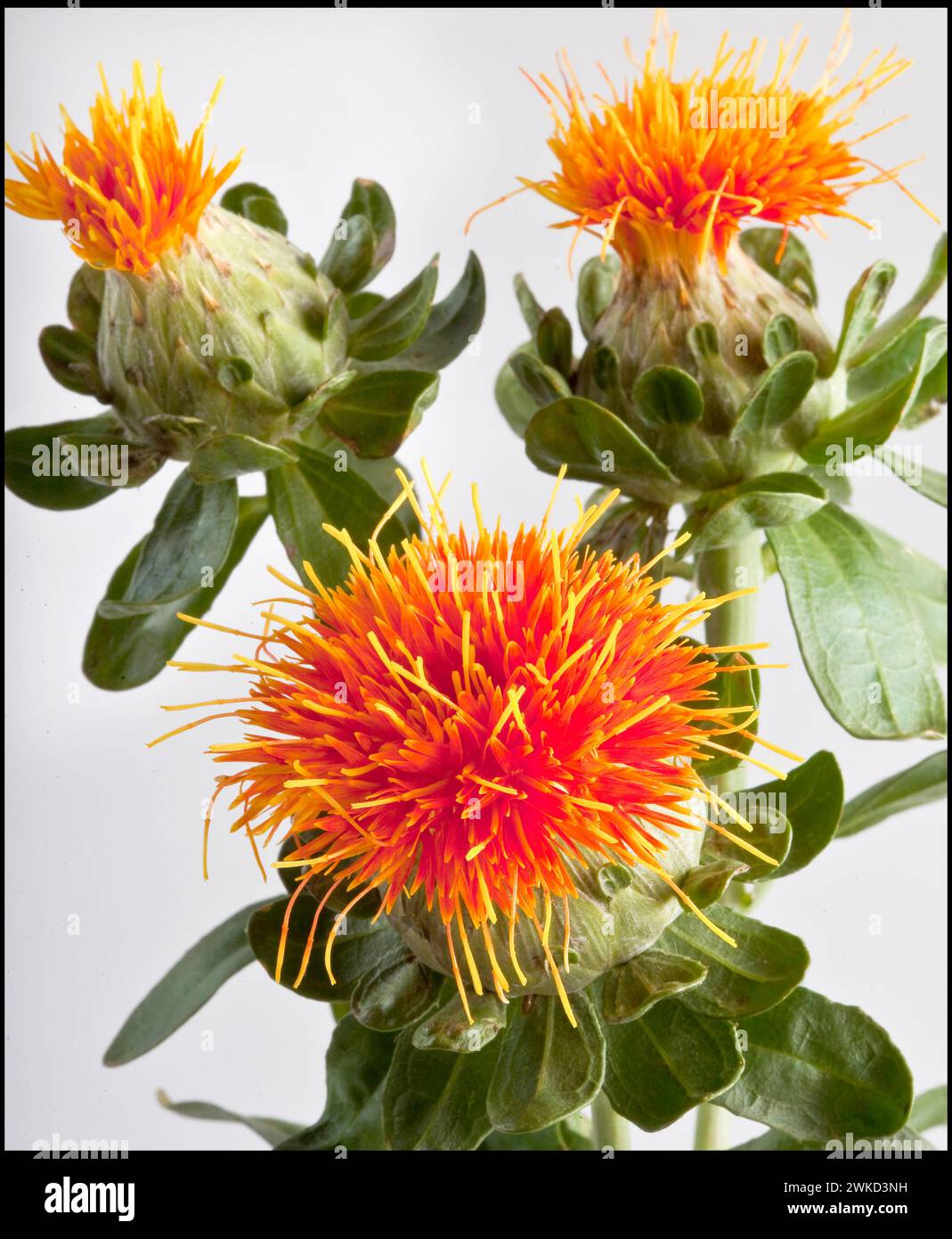 Safflower plants hi-res stock photography and images - Alamy