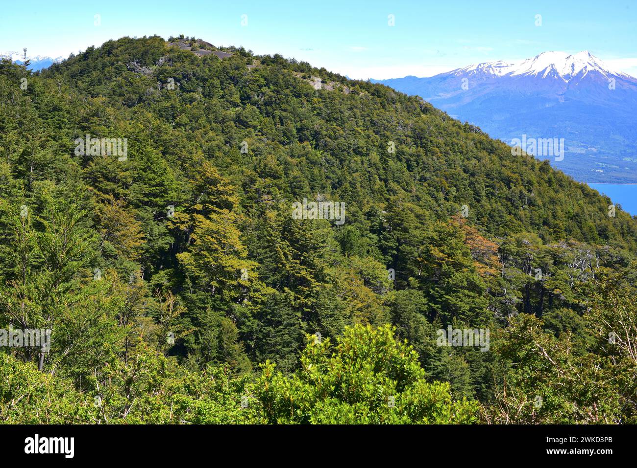 Nothofagus dombeyi hi-res stock photography and images - Alamy