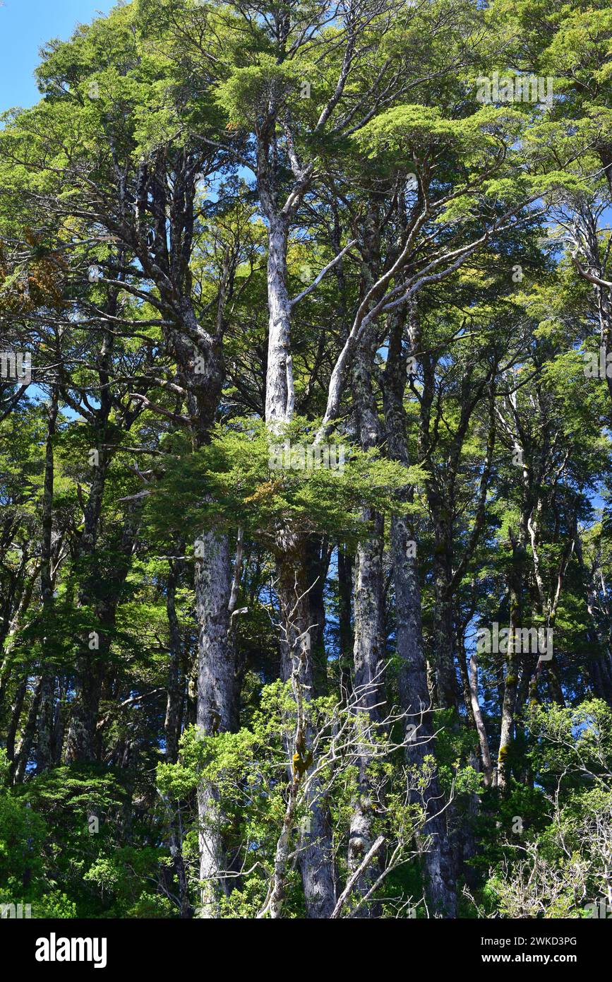 Coigüe, coihue or Dombey's beech (Nothofagus dombeyi) is an evergreen ...