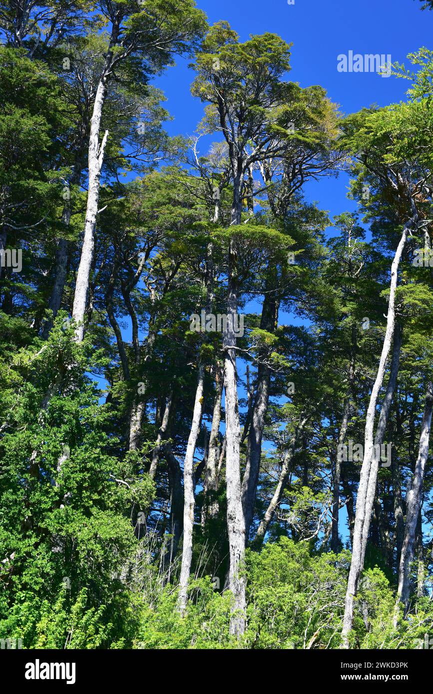 Nothofagus dombeyi hi-res stock photography and images - Alamy