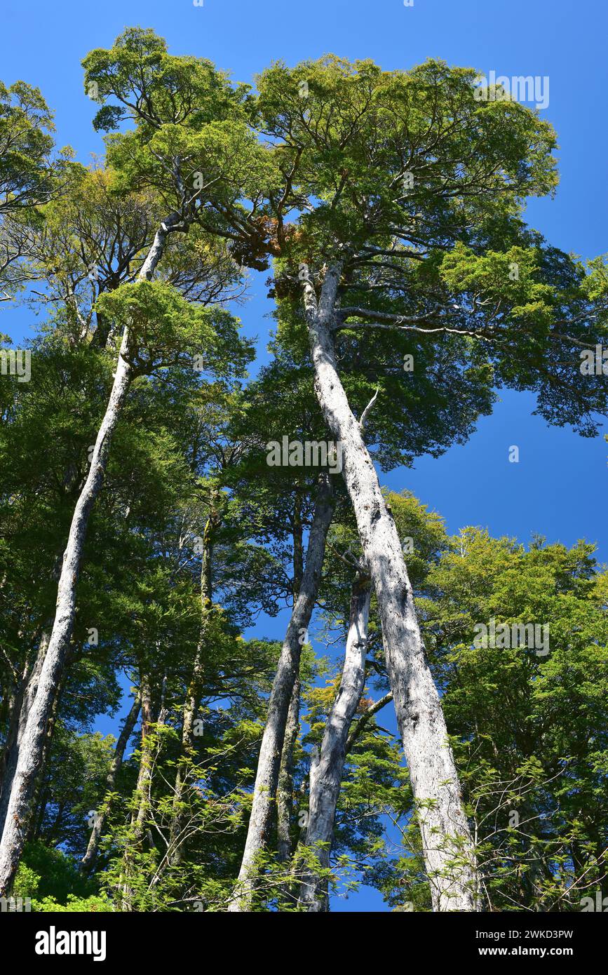 Roble beech hi-res stock photography and images - Alamy
