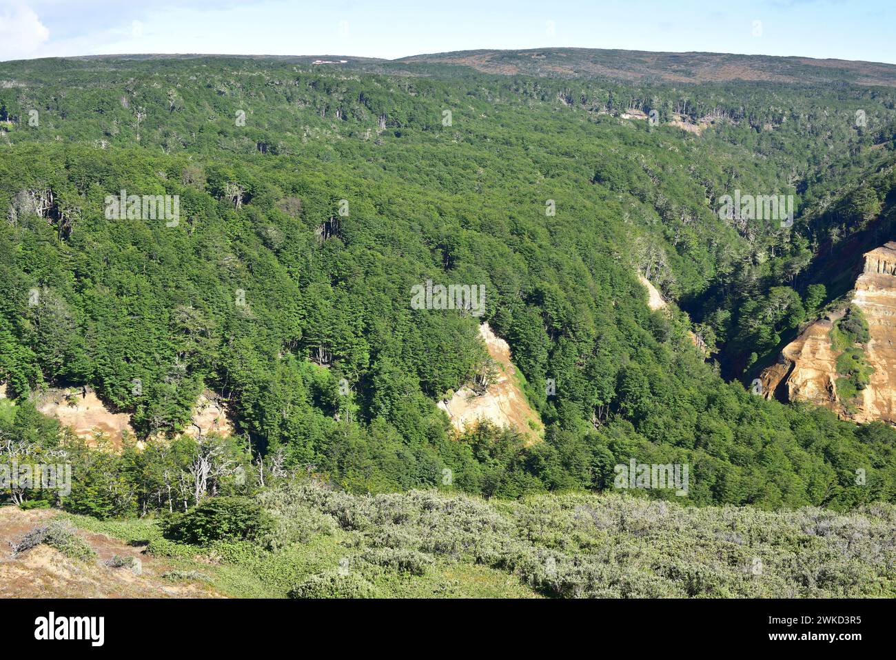 Lenga, haya austral or lenga beech (Nothofagus pumilio) is a deciduous ...